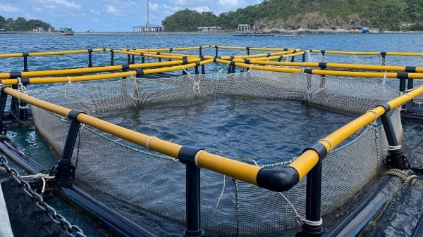 Phát triển kỹ năng ngành nuôi biển công nghiệp – hướng đi cho tương lai ...